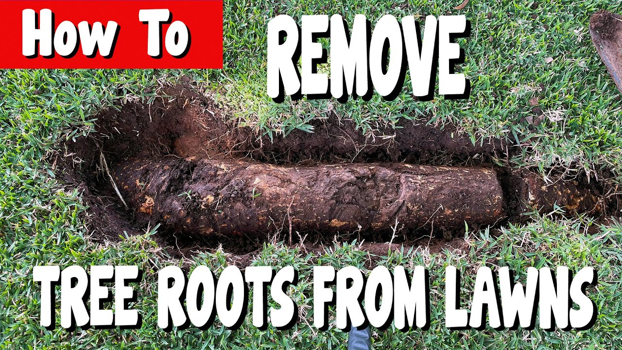 Removing Tree Roots From The Lawn YouTube