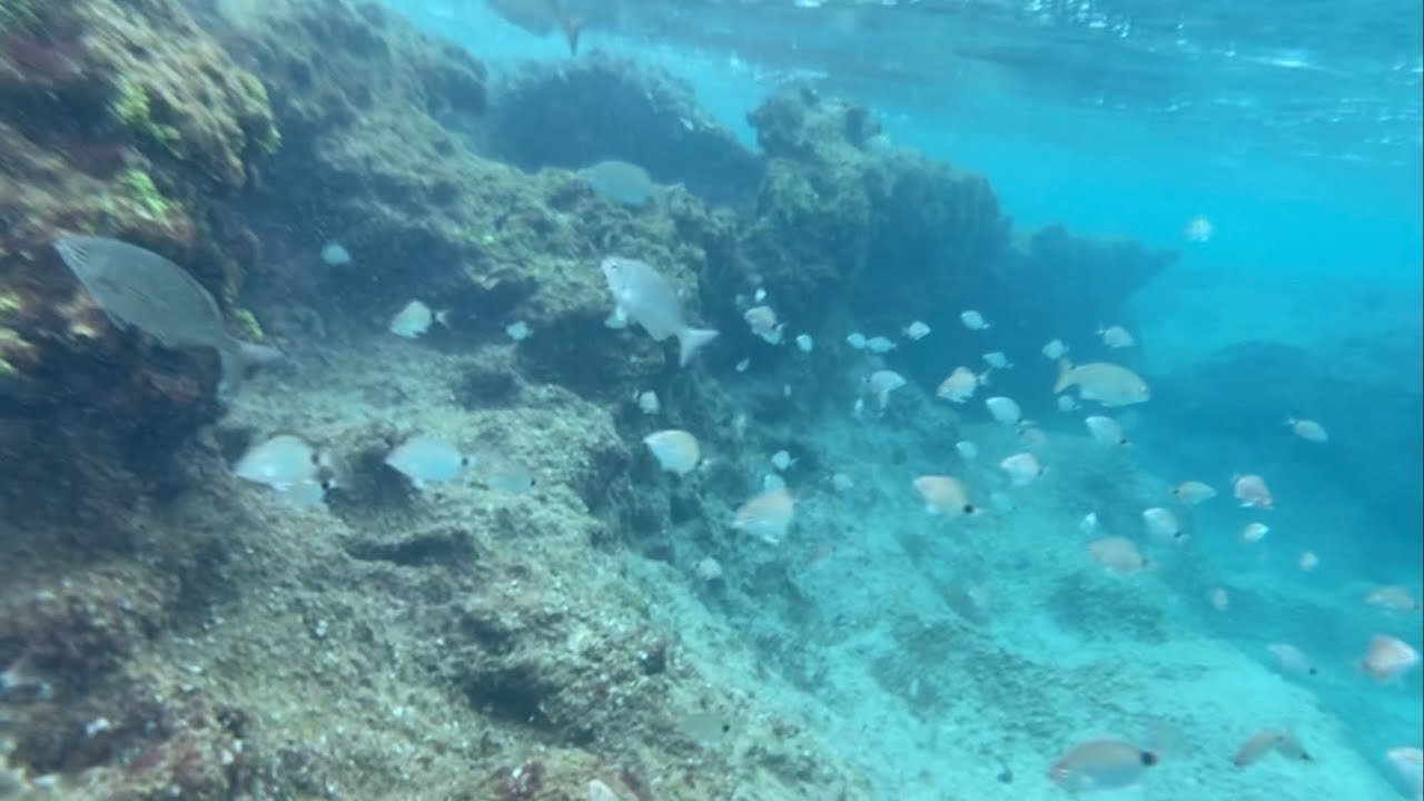 Quick Glance Snorkeling at The Reef | Singer Island 🏝 | Palm Beach ...