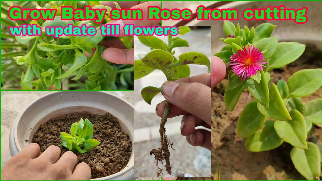 How to grow Baby sun Rose flower plant from cutting|बेबी सन रोज को कटिंग से कैसे उगाए|hanging ...