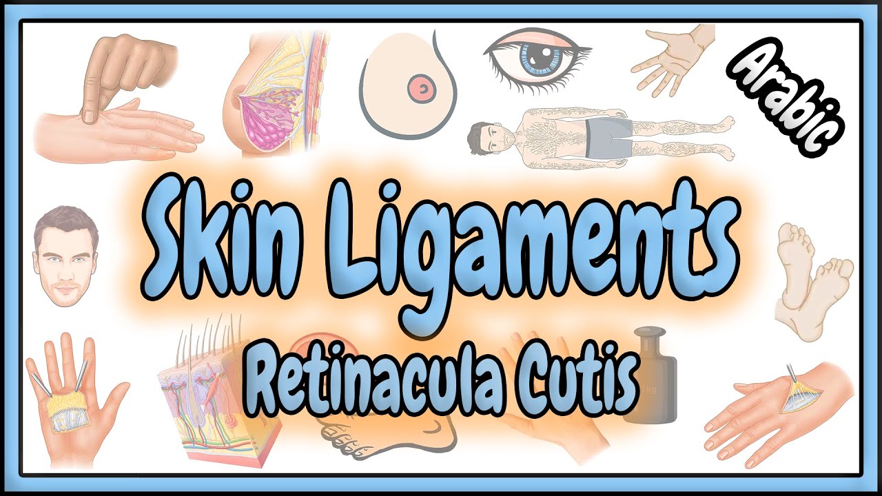 58. Skin Ligaments || Retinacula Cutis || الأربطة الجلدية - YouTube