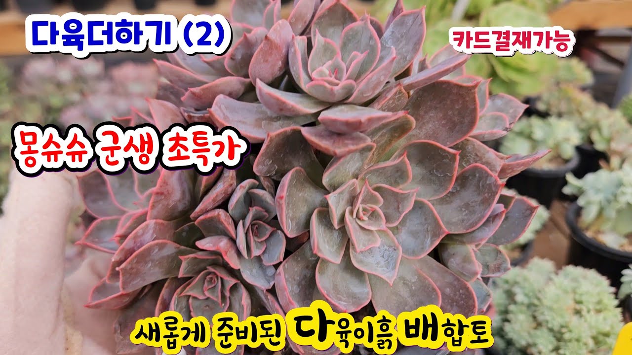 다육더하기2 몽슈슈 군생 초특가 착한 군생 다육이 올펫 금무지 기르바의장미 루돌프 링컬마리아금 군생 Youtube