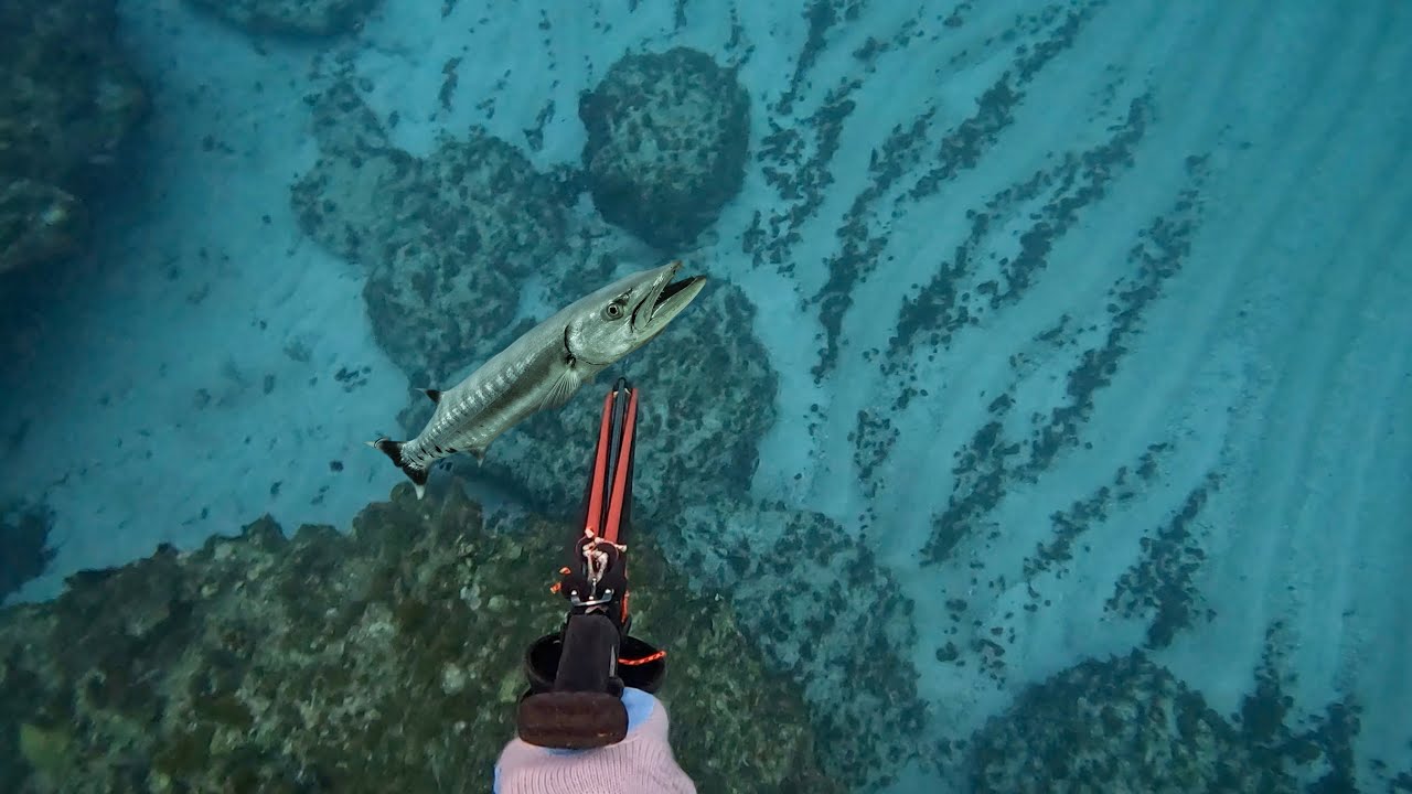 Compilation Of Underwater Footages/ Various Species Of Fish Shown/ Can ...