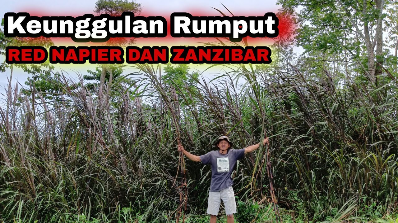 Cek Harga Bibit Rumput Red Napier dan Zanzibar Serta Keunggulannya ...
