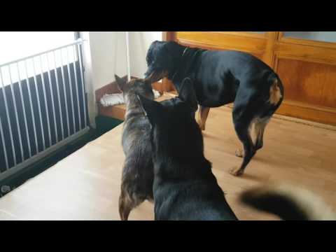 Rottweiler and Jindo dogs 2016 12 03