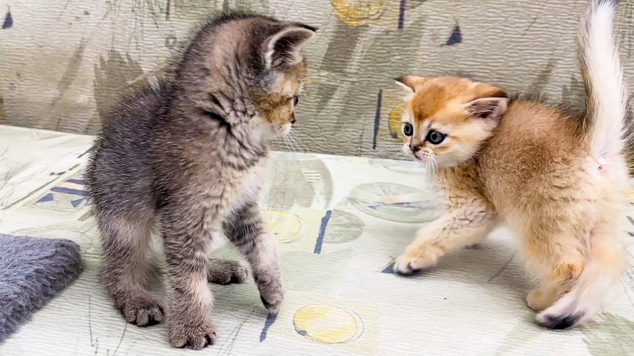 Fighting and chasing is the favorite pastime of baby kittens without a ...