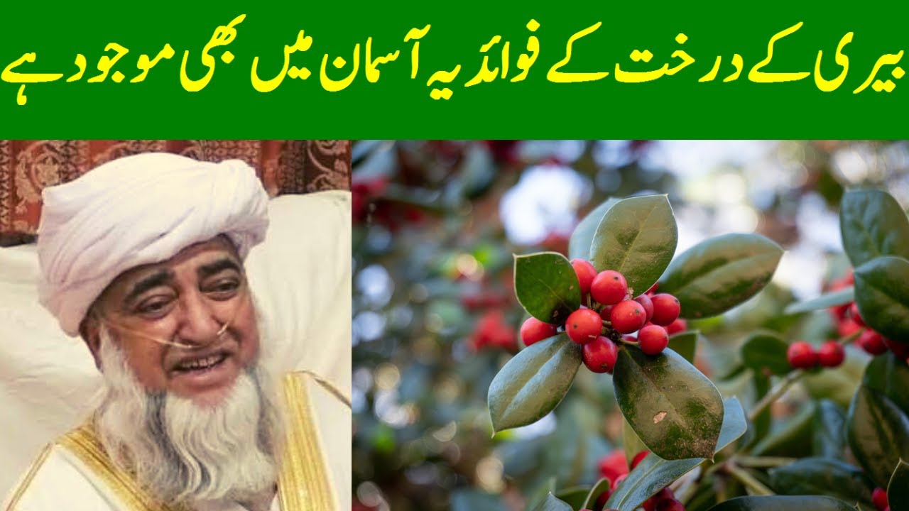 The benefits of the berry tree || Beri Ka Darakht By Mufti Zarwali Khan ...