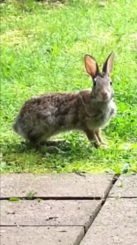 Friendly Cottontail Rabbit close-up hopping "Along the watchtower ...