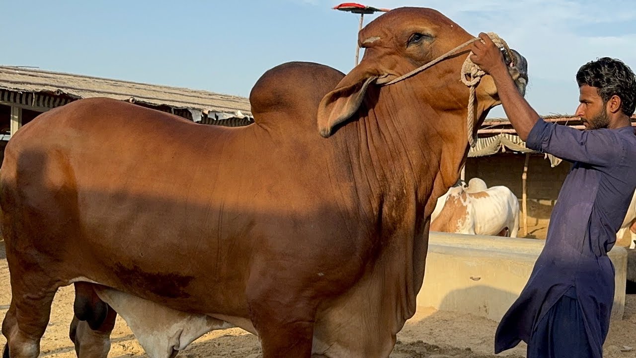 2 Big New Entries 😍💥 | Alhamdulillah 4 Bulls Sold 🔥 | AR Maani - YouTube