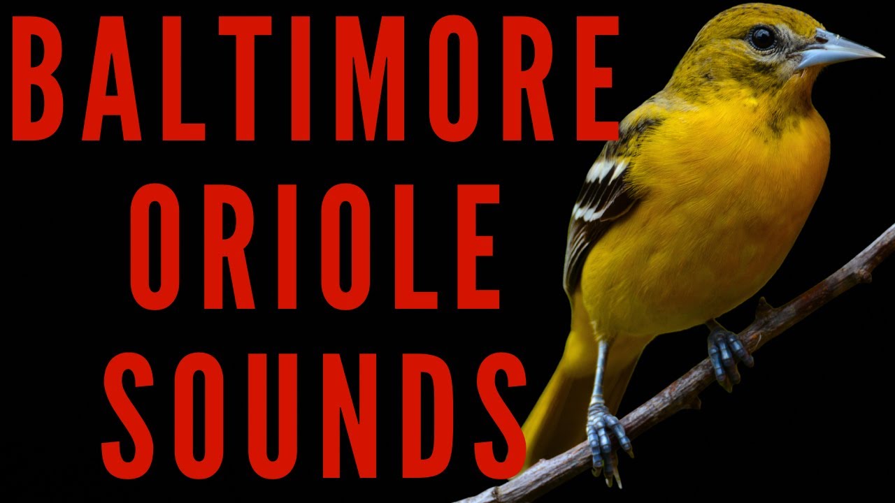 BALTIMORE ORIOLE SOUNDS - Baltimore Oriole Singing | maktub_ytv - YouTube