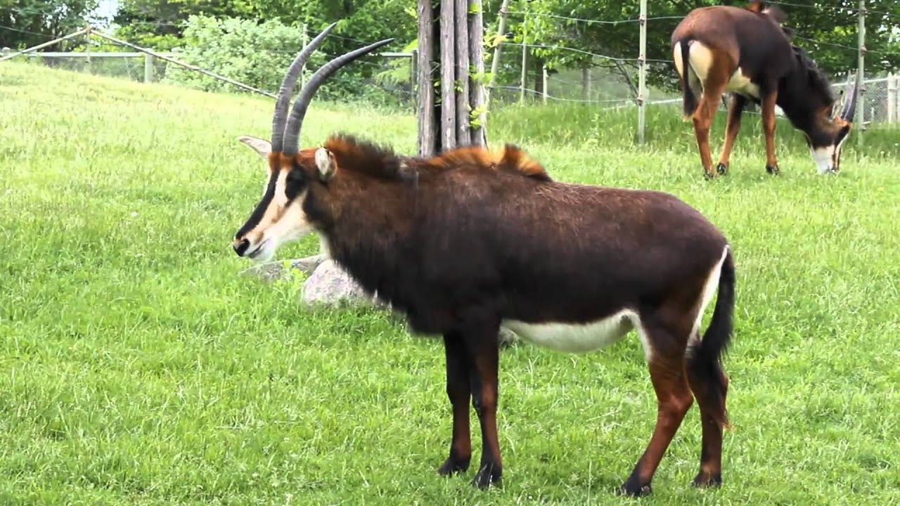 Chamois (Goat-Antelope) - Canon EOS 550D - YouTube