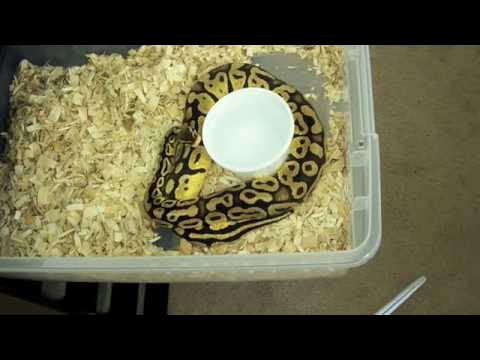 How to Feed Frozen/Thawed to Ball Pythons - YouTube
