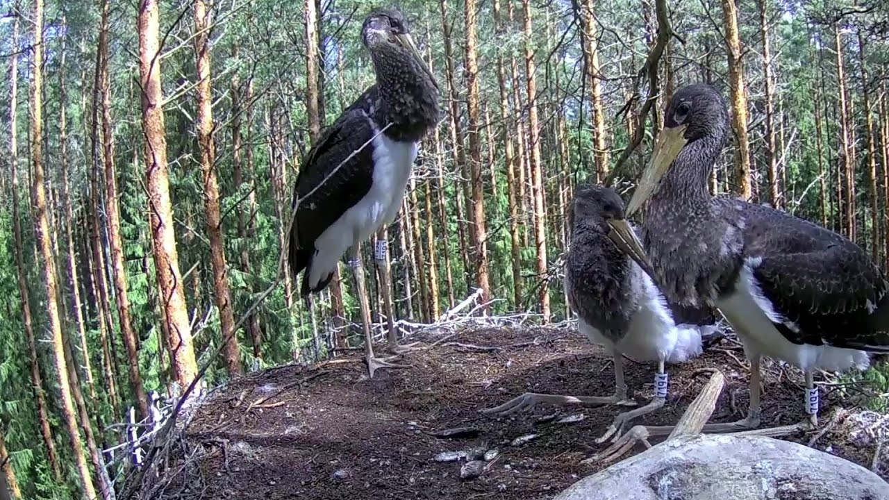 Must-toonekurg~Karl brings the fourth fish delivery😎 Fish is left~12:22 ...