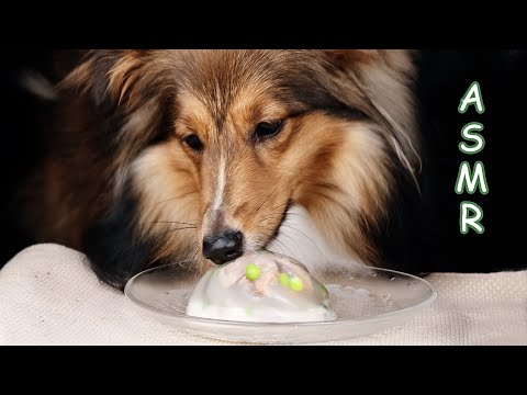 ASMR Dog Eating Meat Jelly Cake.  Tingly and satisfying sounds (no talking)