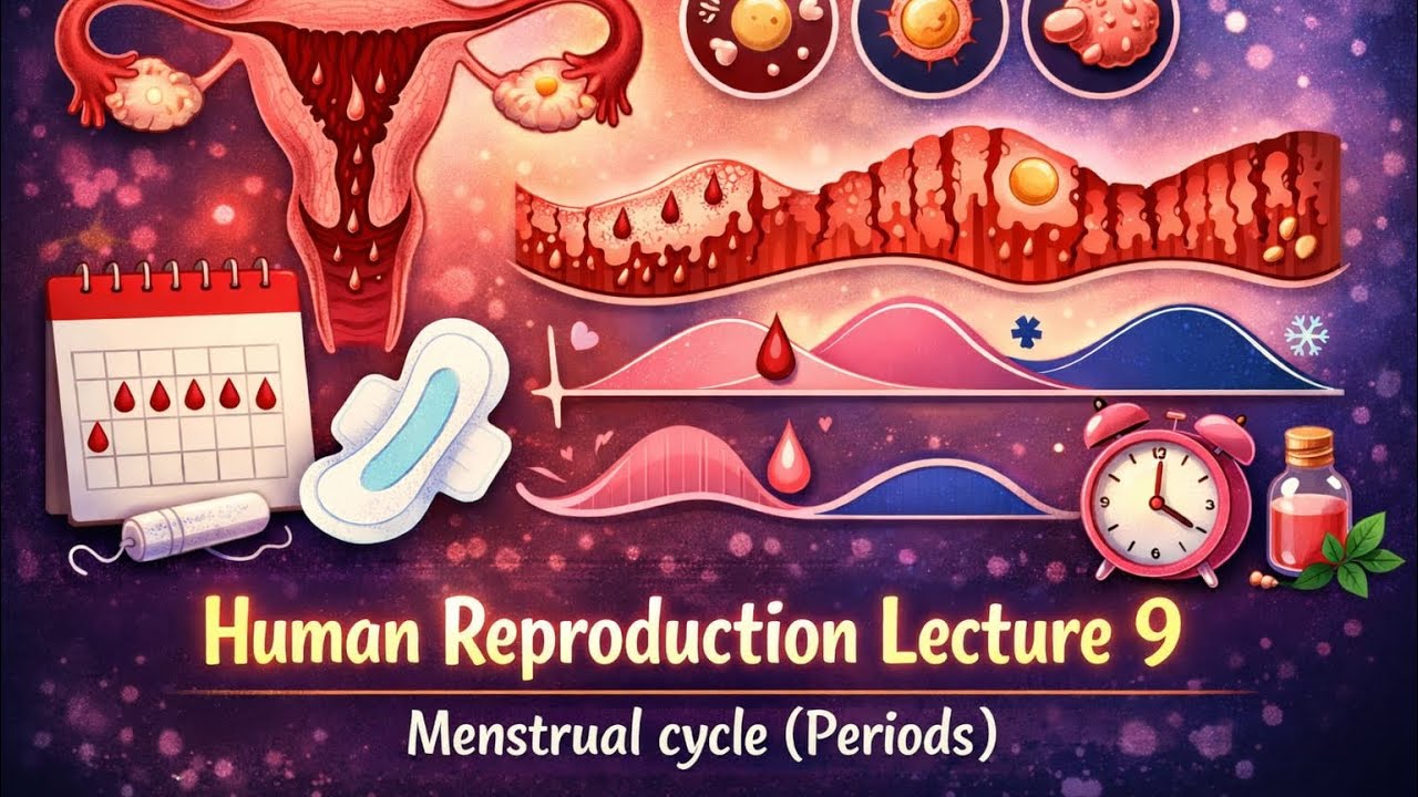 #HUMAN REPRODUCTION LECTURE 9(MENSTRUAL CYCLE) - YouTube