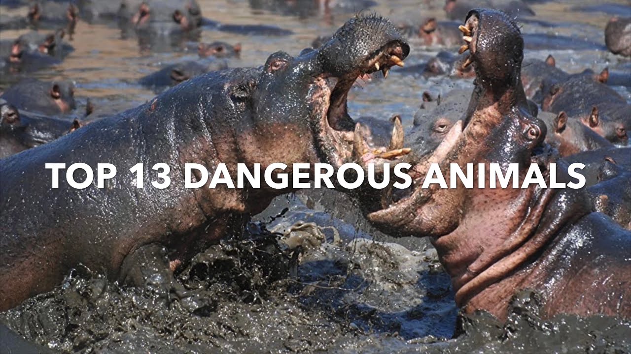 Top 13 Dangerous Animals (no exact order) - YouTube