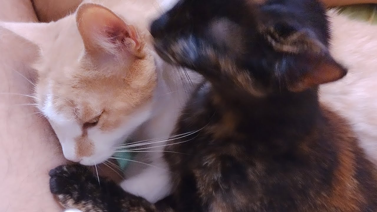 Cat March - YouTube