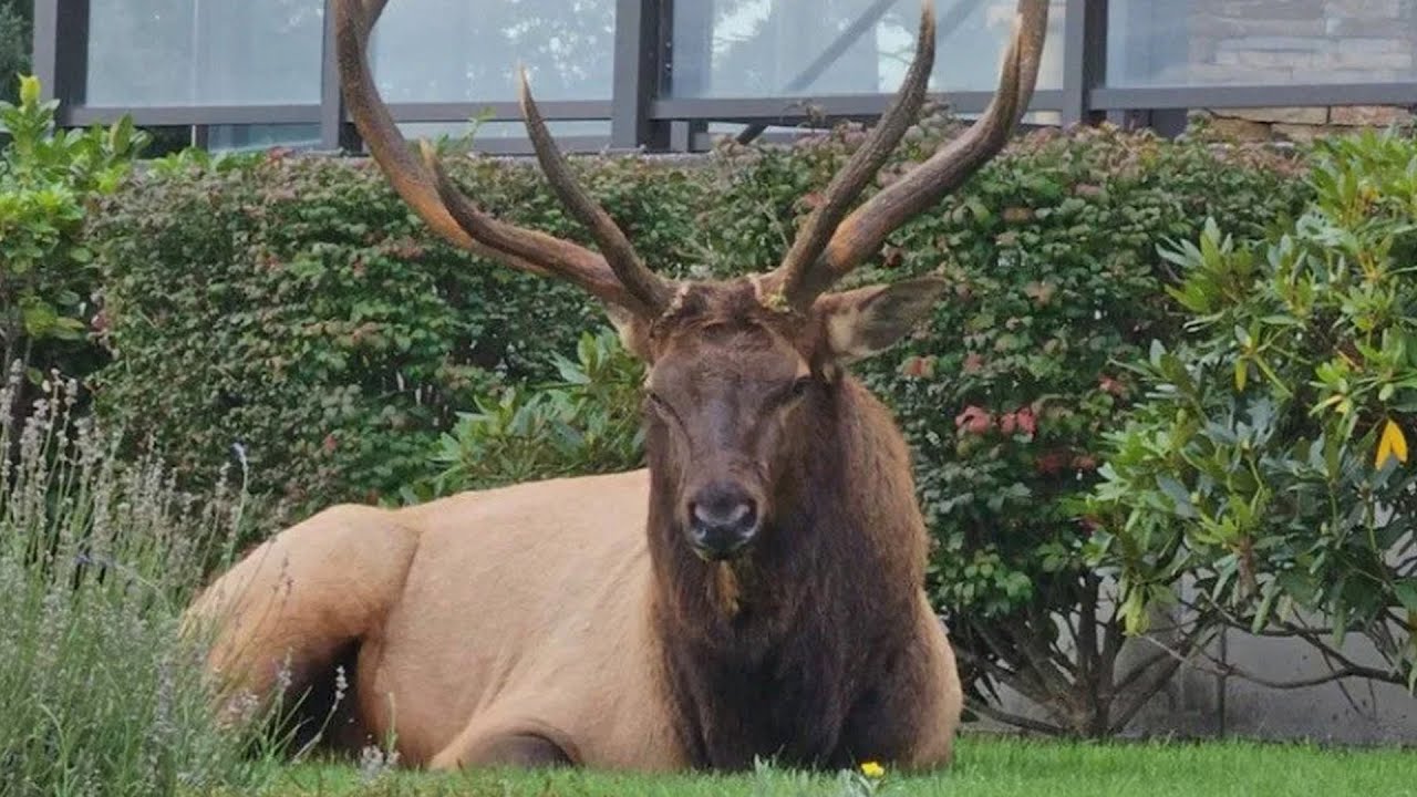 'Bruiser' the Whidbey Island resident elk is in his yearly grumpy mood ...