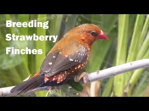 Breeding Strawberry Finches Expert Tips & Insights - YouTube