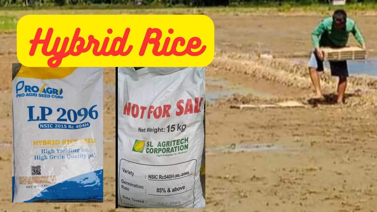 PAANO MAGPUNLA NG RICE HYBRID SEEDS SA SEEDLING TRAYS | @agrisikap ...