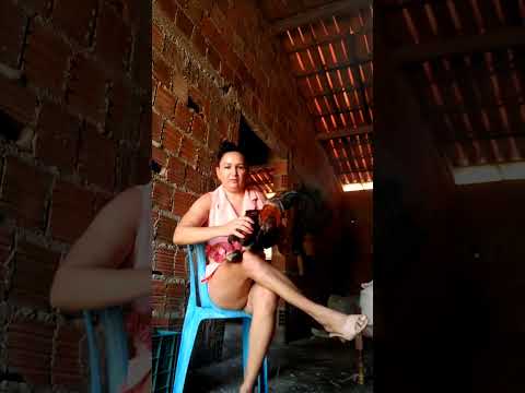 Mostrando o galo que renegociei no meu, galo de peso médio.