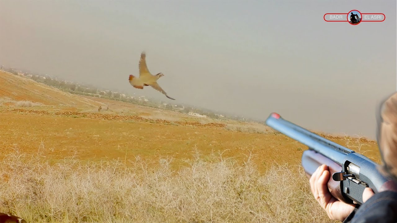 Chasse Perdrix Region MARRAKECH - Partridge Hunting Saison 2020 - YouTube