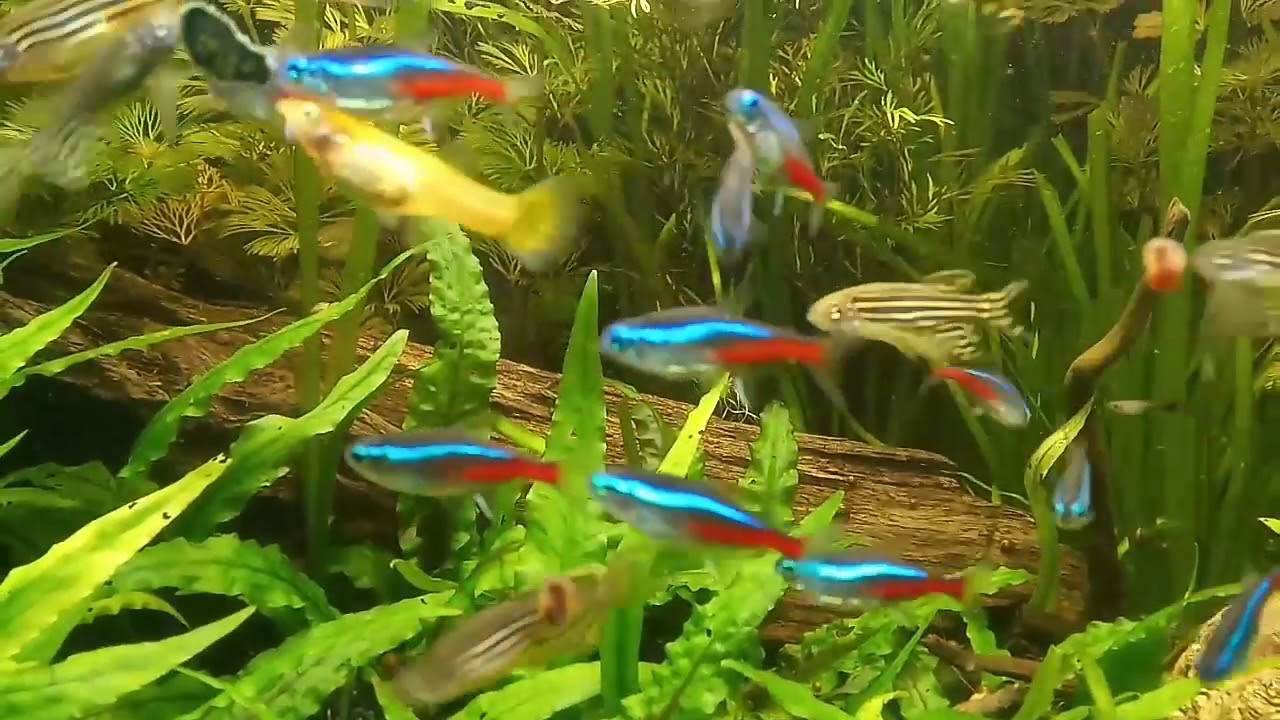 Acvariu / Pesti (Guppy, Zebre ,Neon Tetra) - YouTube