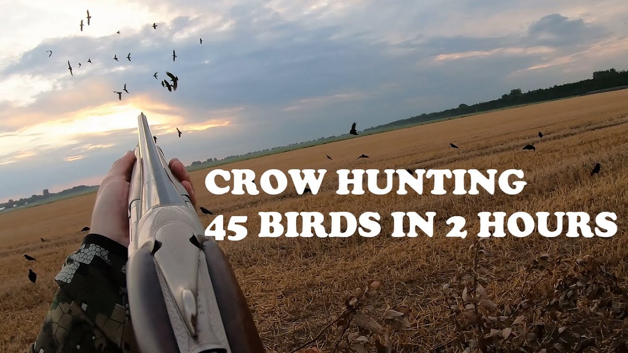 Crow hunting - 45 birds in 2 hours - YouTube