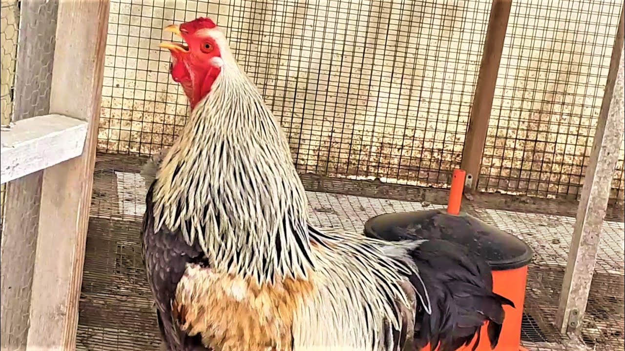 Rooster Crowing- BSO & LIGHT BRAHMA ROOSTERS IN THE BACKYARD ...
