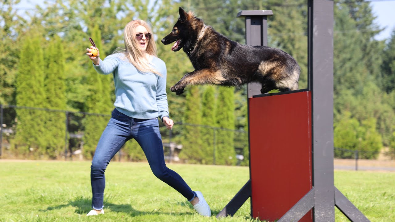 Fast & Fun Agility Run! | Kraftwerk K9 German Shepherds - YouTube