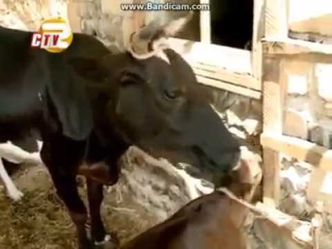 kend qizi olmaq yaxsidir bilmirki bu nedir