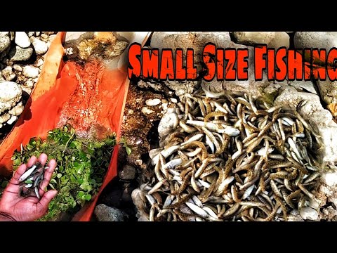 Small Size Fishing | New Village Fishing | Fishing Hunt Blog | River ...