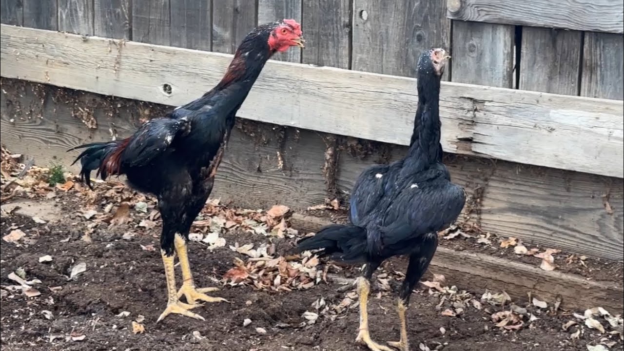 Qaib what body type and style - YouTube