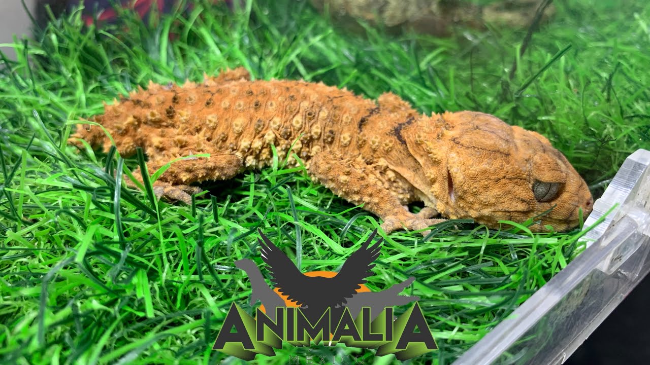 Animalia 2025 Primavera (Los reptiles más raros) 🐢🐍🦎 - YouTube