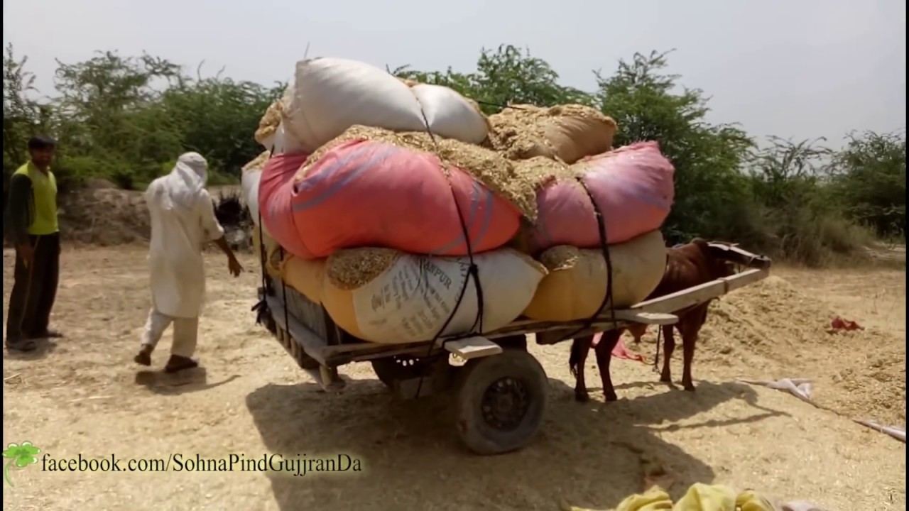 Village Life In Pakistan Tudhi Di Redhi - YouTube