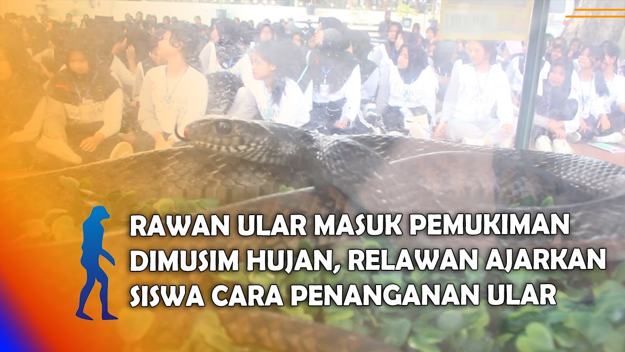 MADIUN - Rawan Ular Masuk Pemukiman Dimusim Hujan, Relawan Ajarkan ...