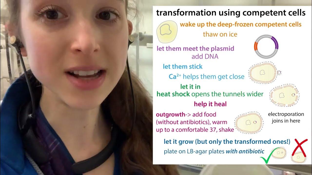 Bacterial transformation - chemically competent cells & heat shock ...