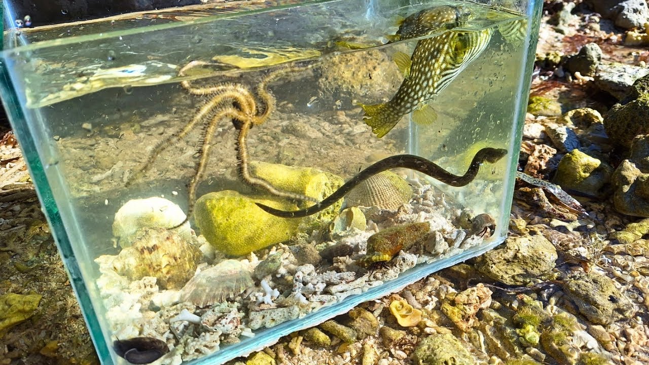 Making a tide pool aquarium | Part 4 - YouTube