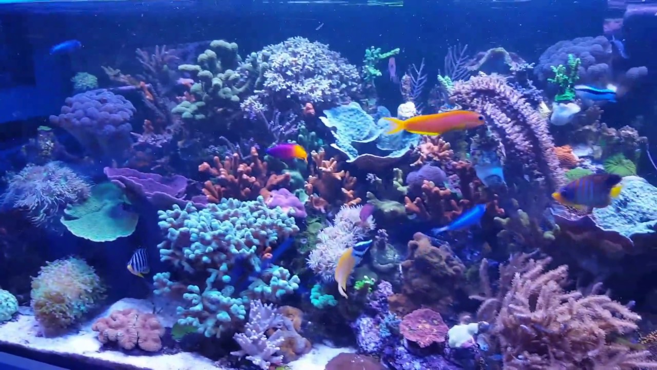 Feeding my coral reef fish. - YouTube