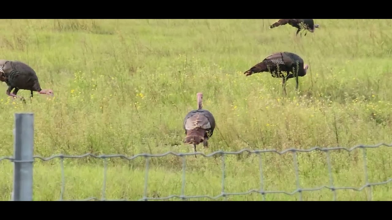 Wild American Turkeys at ranch. - YouTube