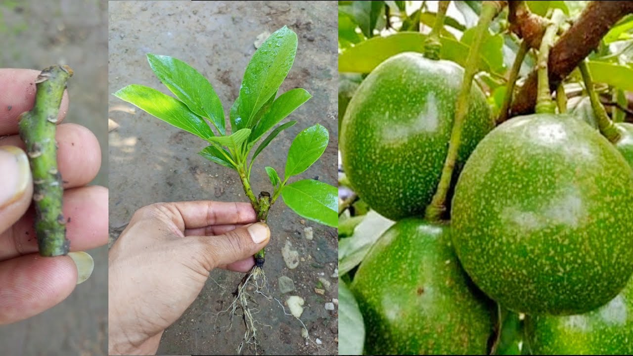 The secret for avocado branch cuttings to quickly grow shoots and roots ...