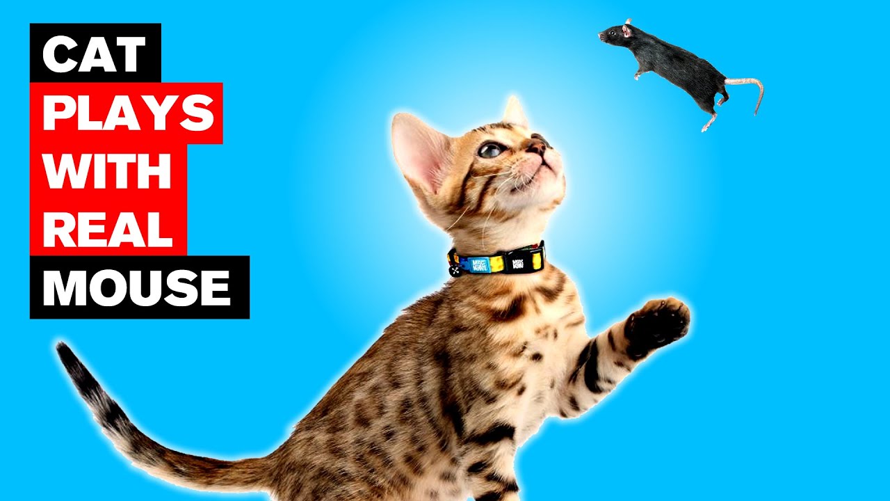 Cat Plays with Real Mouse | Video for Cats to watch - YouTube