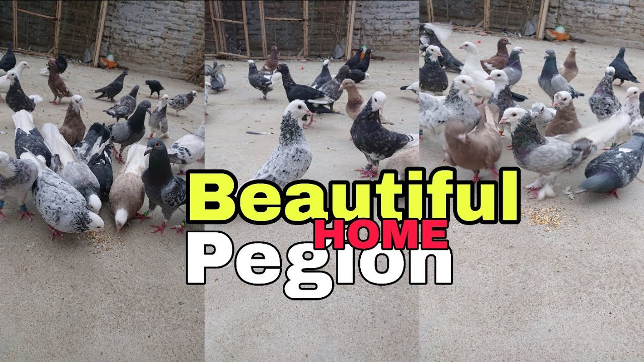 Beautiful pegion at home/pegion lover stay here /pegion Lover🥰Beautiful ...