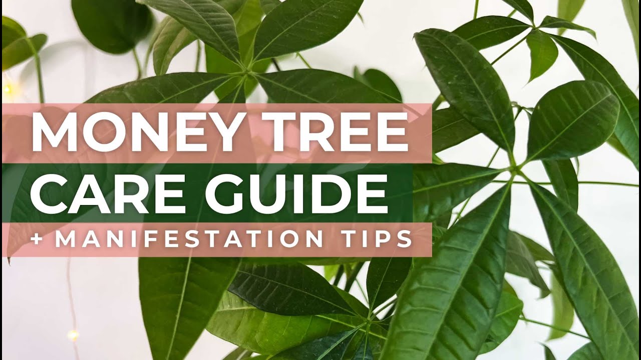 Grow Abundance and Prosperity: Ultimate Money Tree Care Guide ...