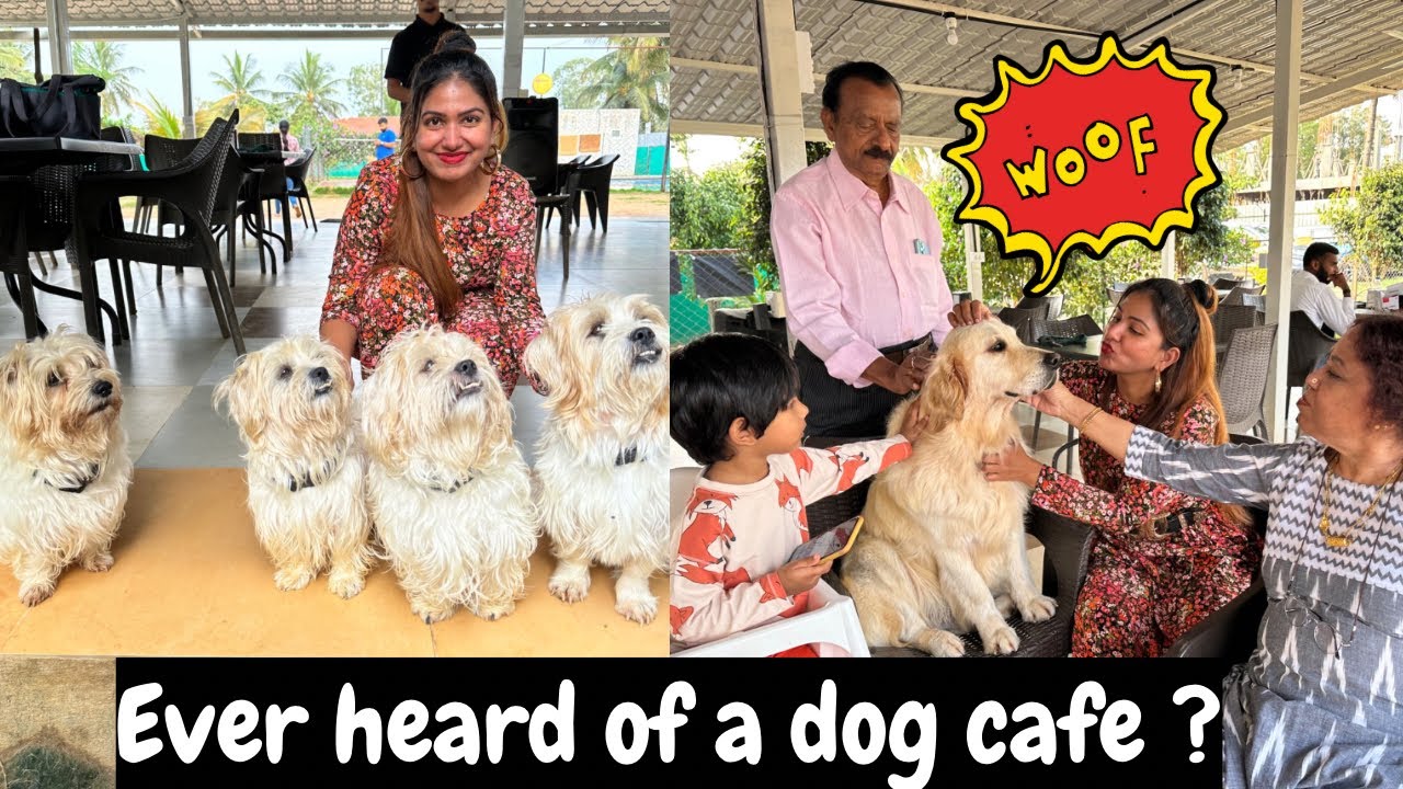 Beautiful Dog Cafe In Bangalore | Best Mall In Bangalore - YouTube