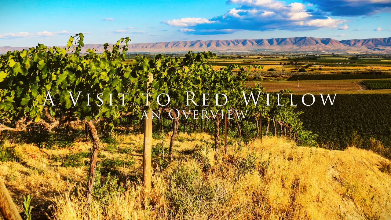 A visit to Red Willow Vineyards, an Overview - YouTube