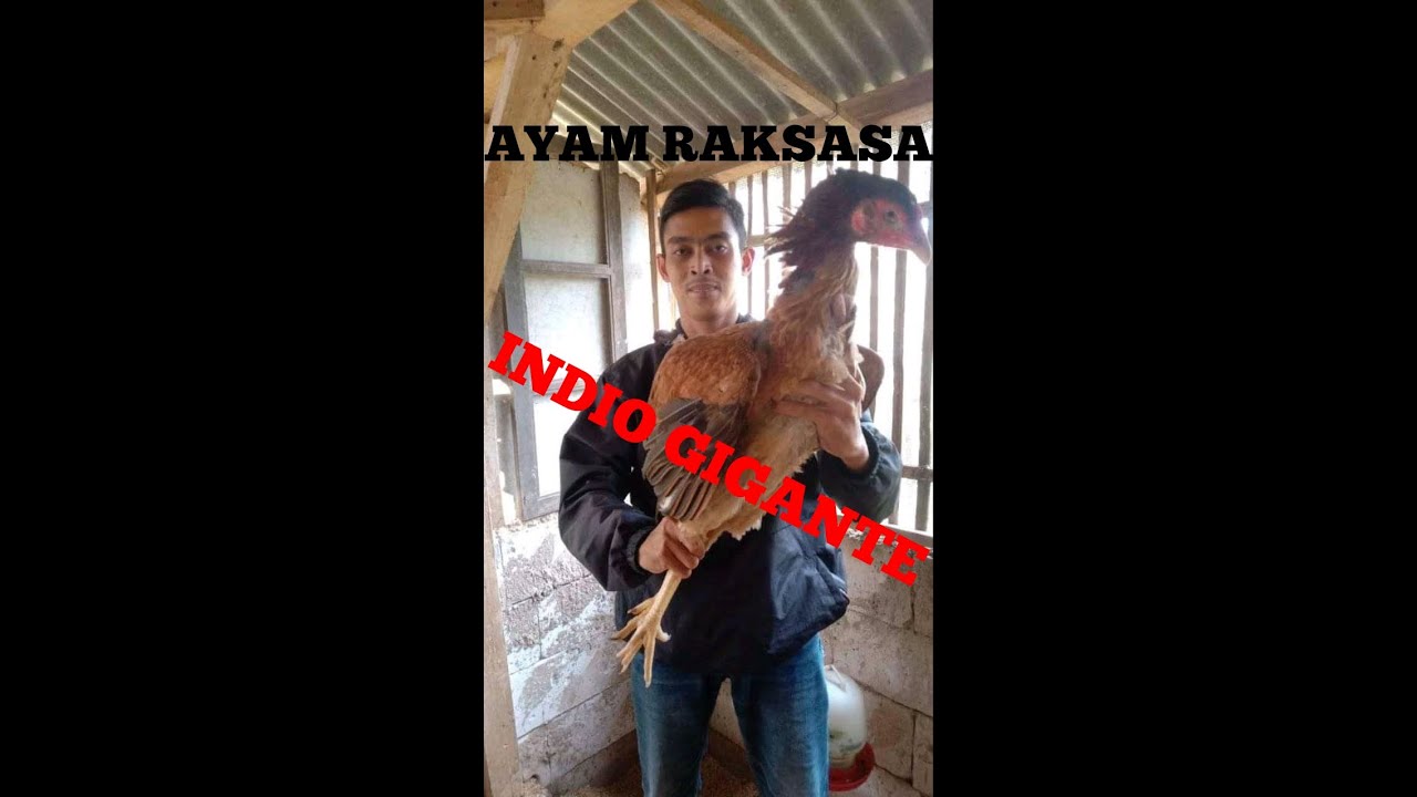 AYAM RAKSASA ll INDIO GIGANTE - YouTube