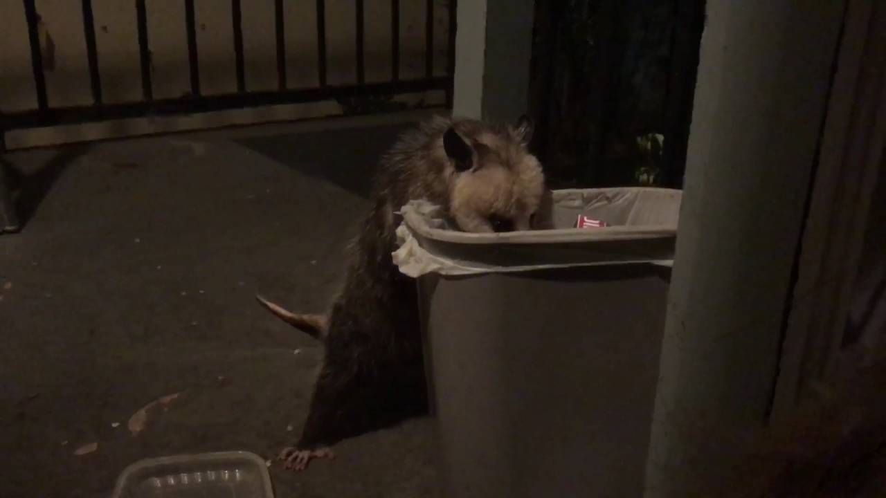 Opossum in the trash! - YouTube