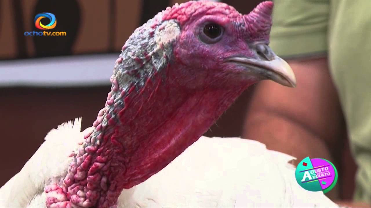 ANIMAL FARM: GUAJOLOTE - YouTube