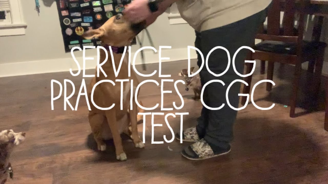 Practice for the AKC Canine Good Citizen test - YouTube