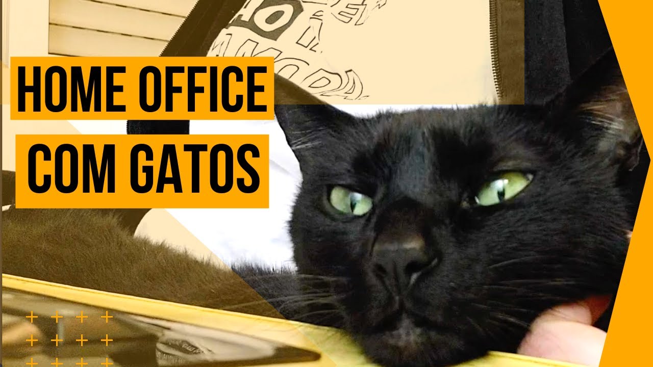 trabalho home office com gatos | working from home with cats - YouTube